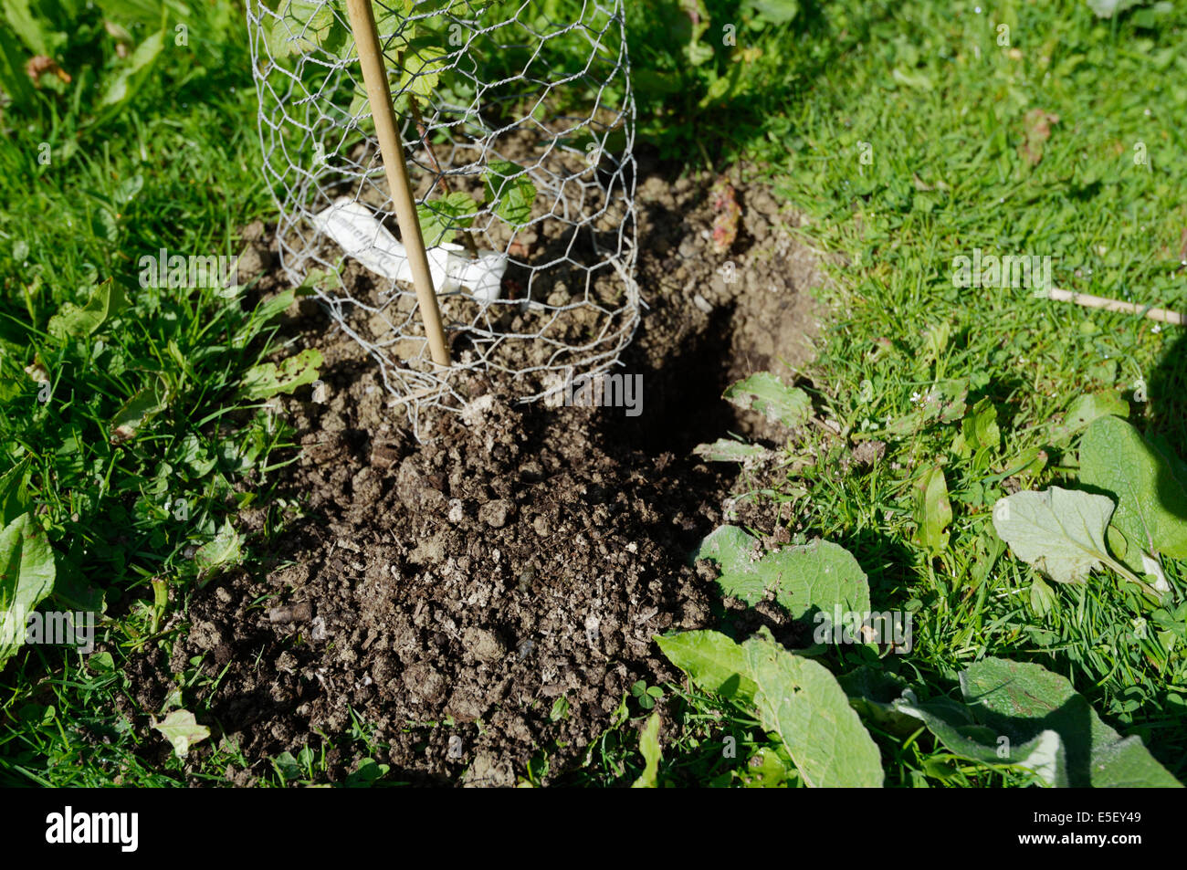 Rabbit bush hi-res stock photography and images - Alamy