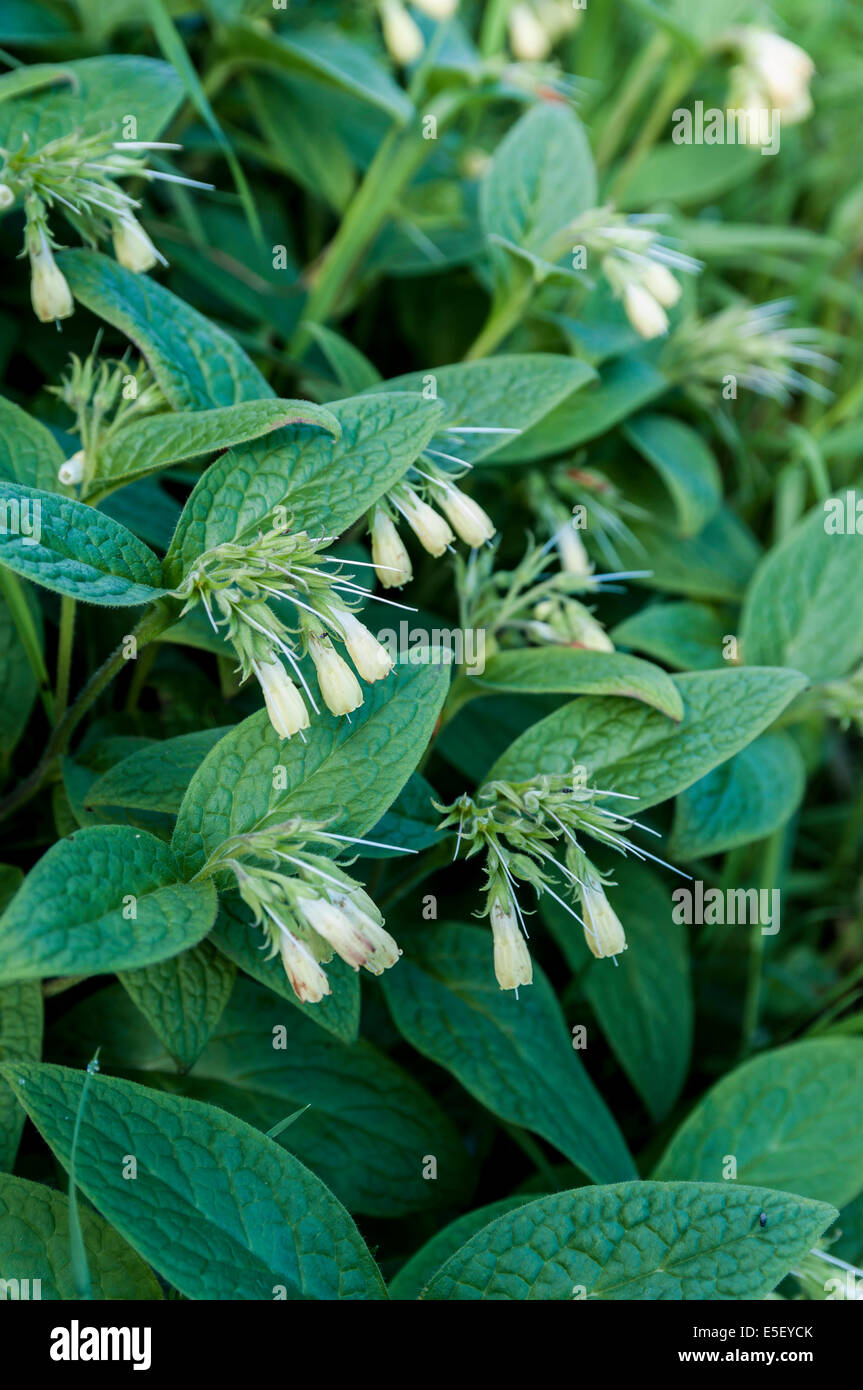 Tuberous herb hi-res stock photography and images - Alamy