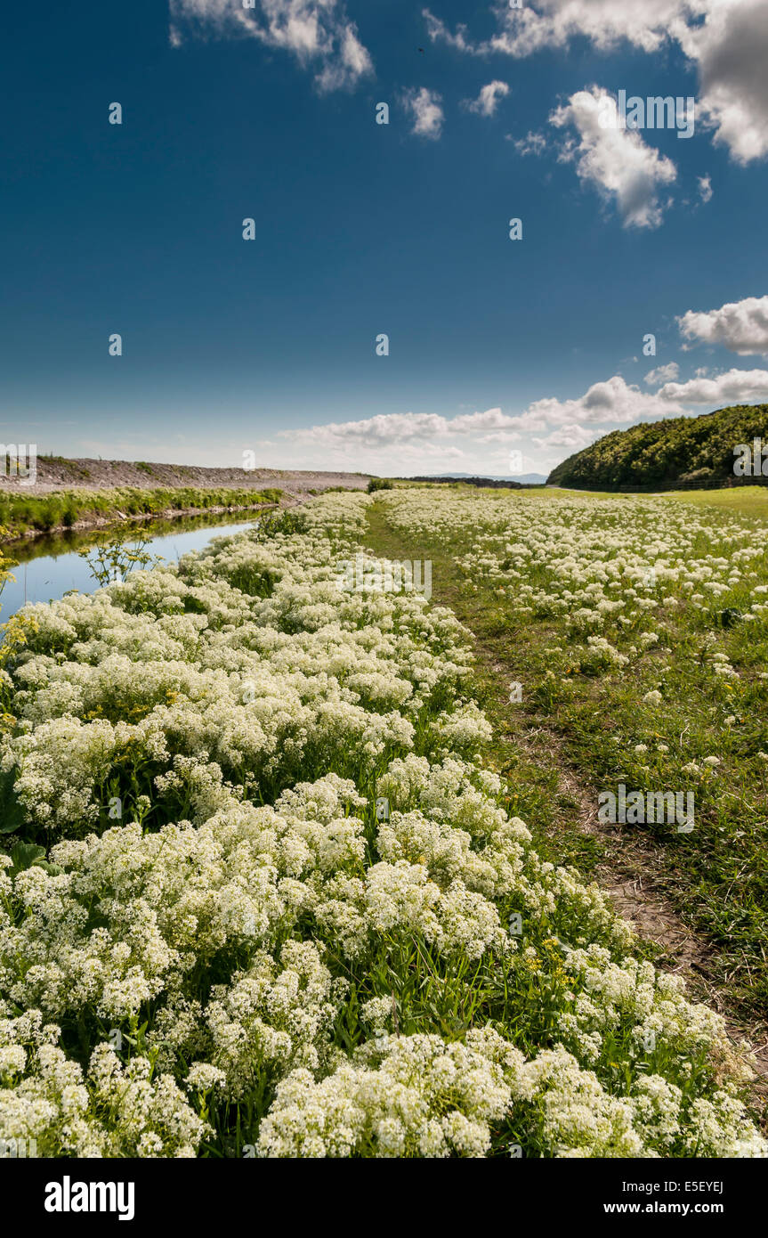 River Dulas on the coast at Llanddulas North Wales Stock Photo - Alamy