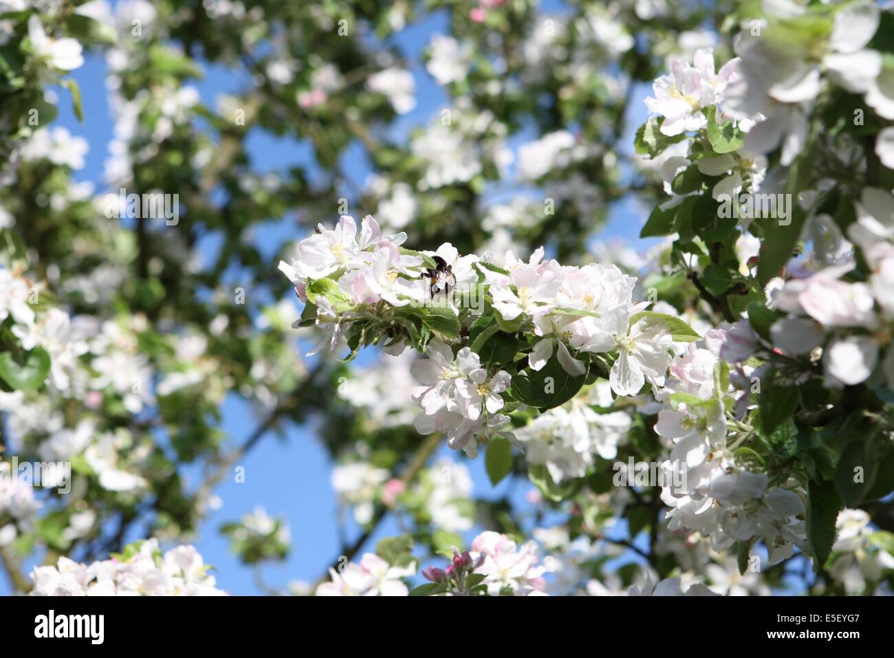 France, Haute Normandie, eure, bretigny, fleurs de pommier, verger ...