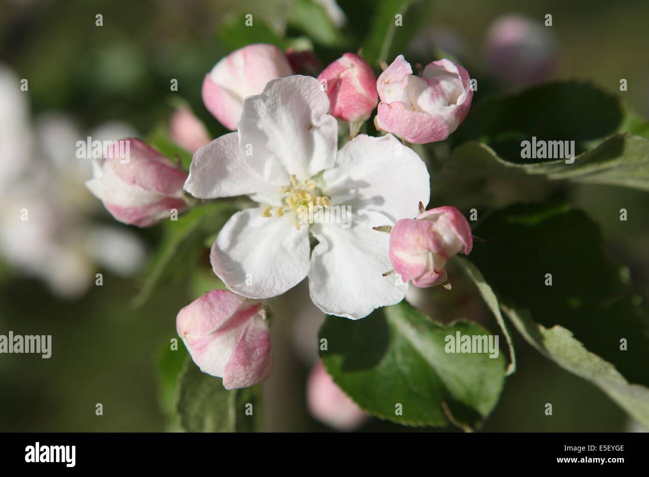 Pommier fleuri hi-res stock photography and images - Alamy