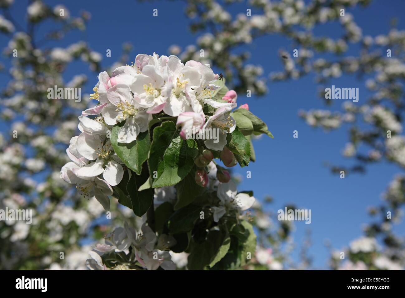 France, Haute Normandie, eure, bretigny, fleurs de pommier, verger ...