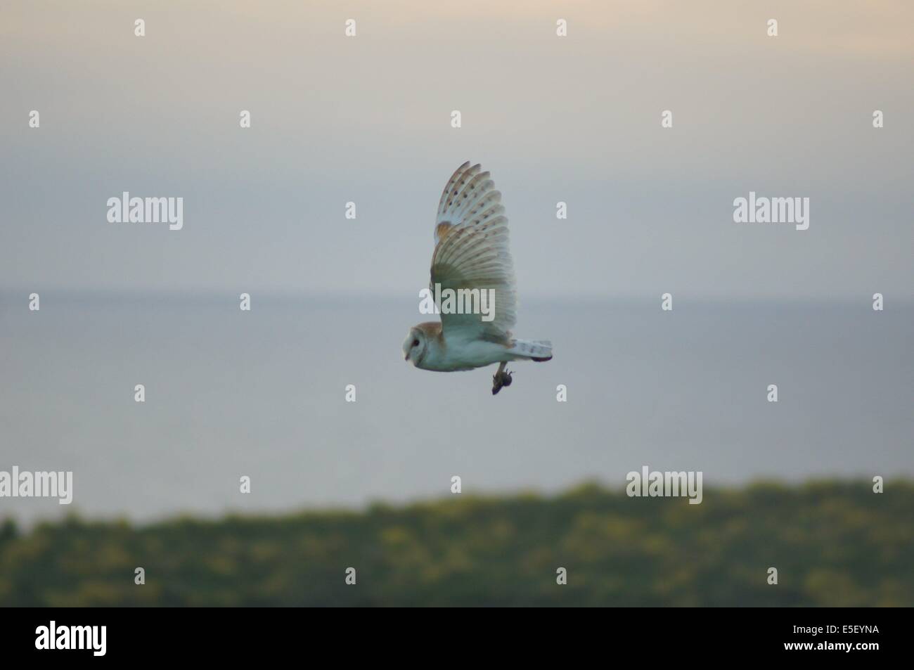 Owl and mouse hi-res stock photography and images - Alamy