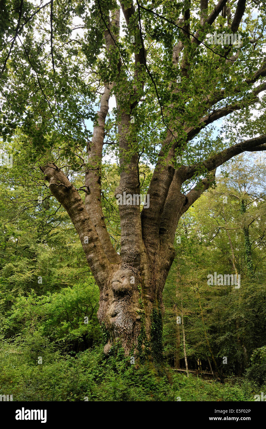 500 year old tree hi-res stock photography and images - Alamy