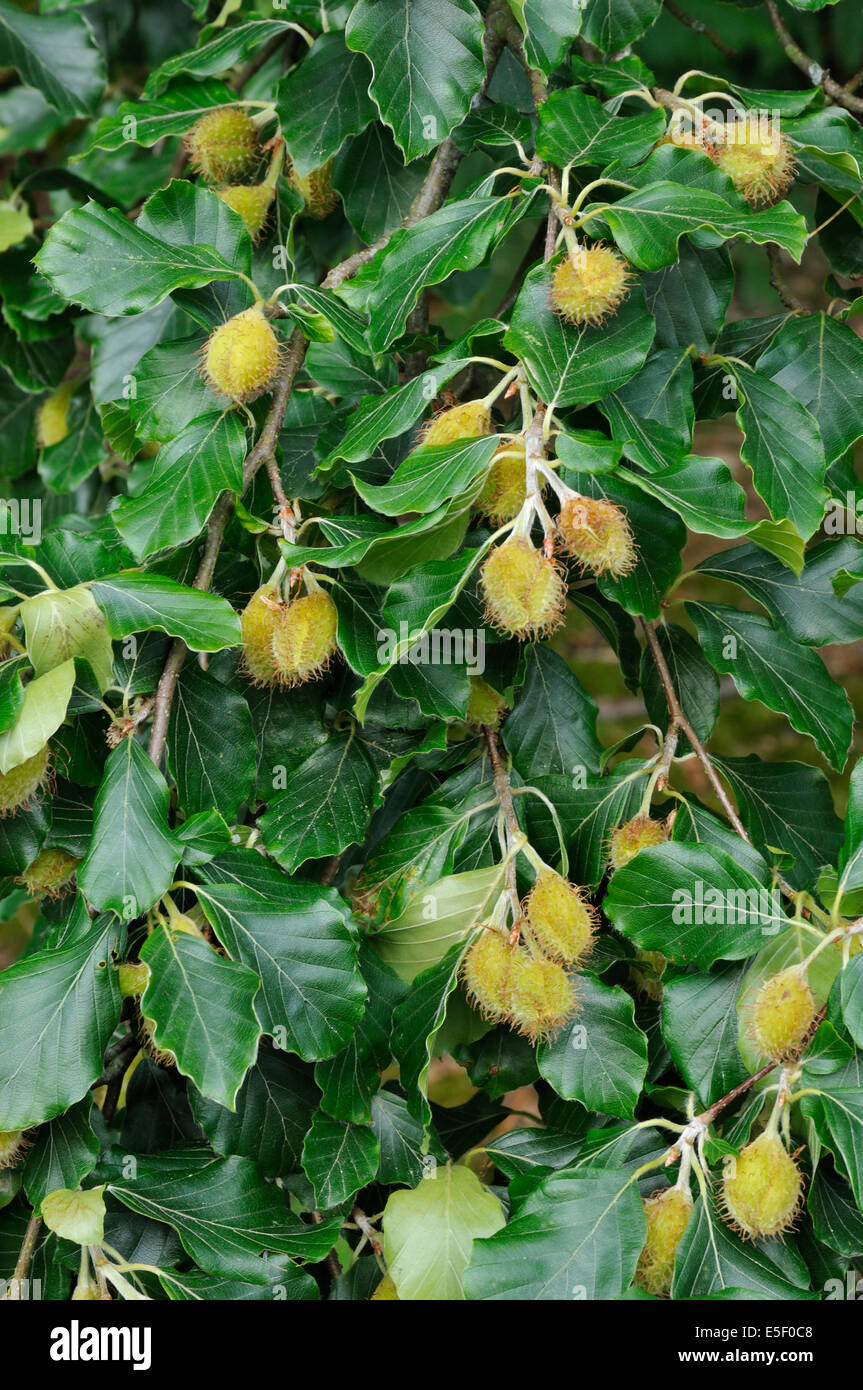 Beech tree seed hi-res stock photography and images - Alamy