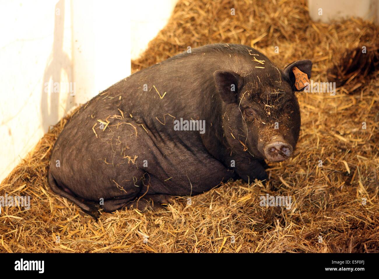 Cochon de ferme hi-res stock photography and images - Alamy