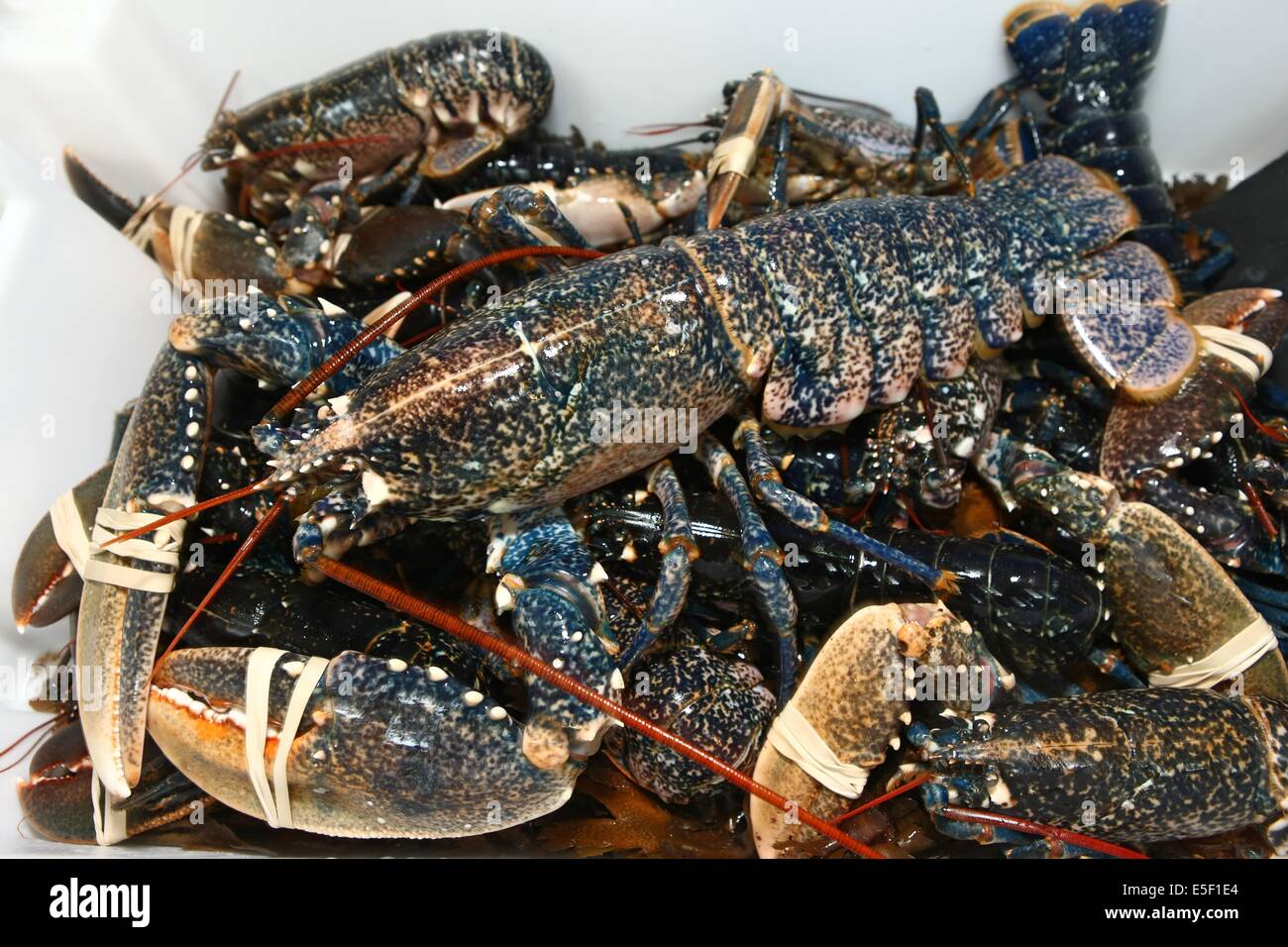 Homard de chausey hi-res stock photography and images - Alamy