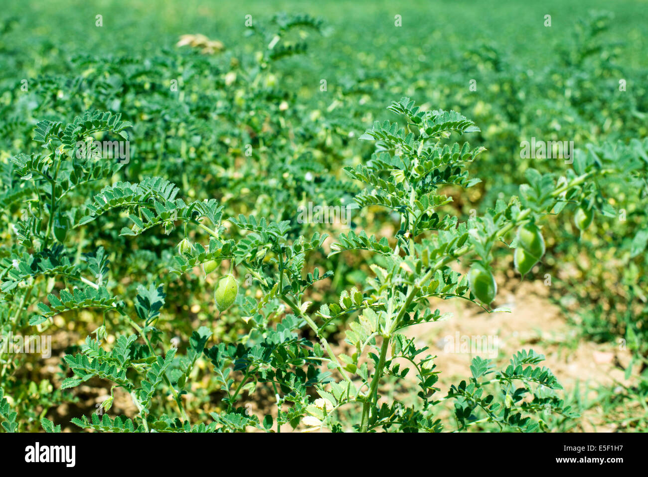 Plantation system hi-res stock photography and images - Alamy