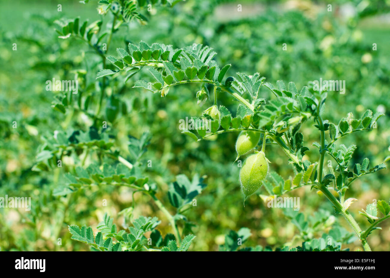 Chickpea plant hi-res stock photography and images - Alamy