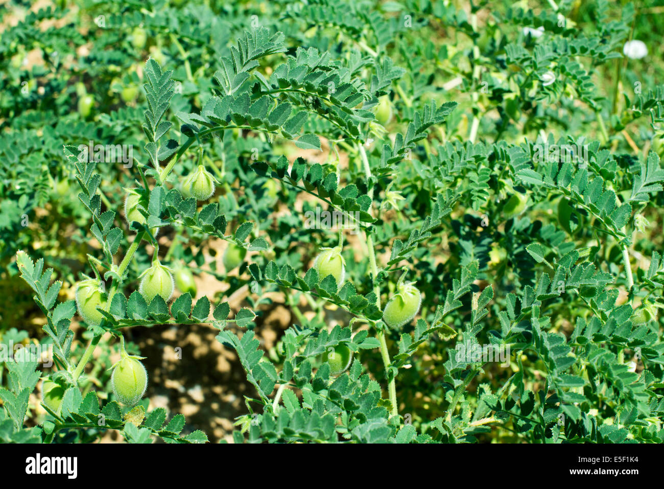 Chickpea plant hi-res stock photography and images - Alamy