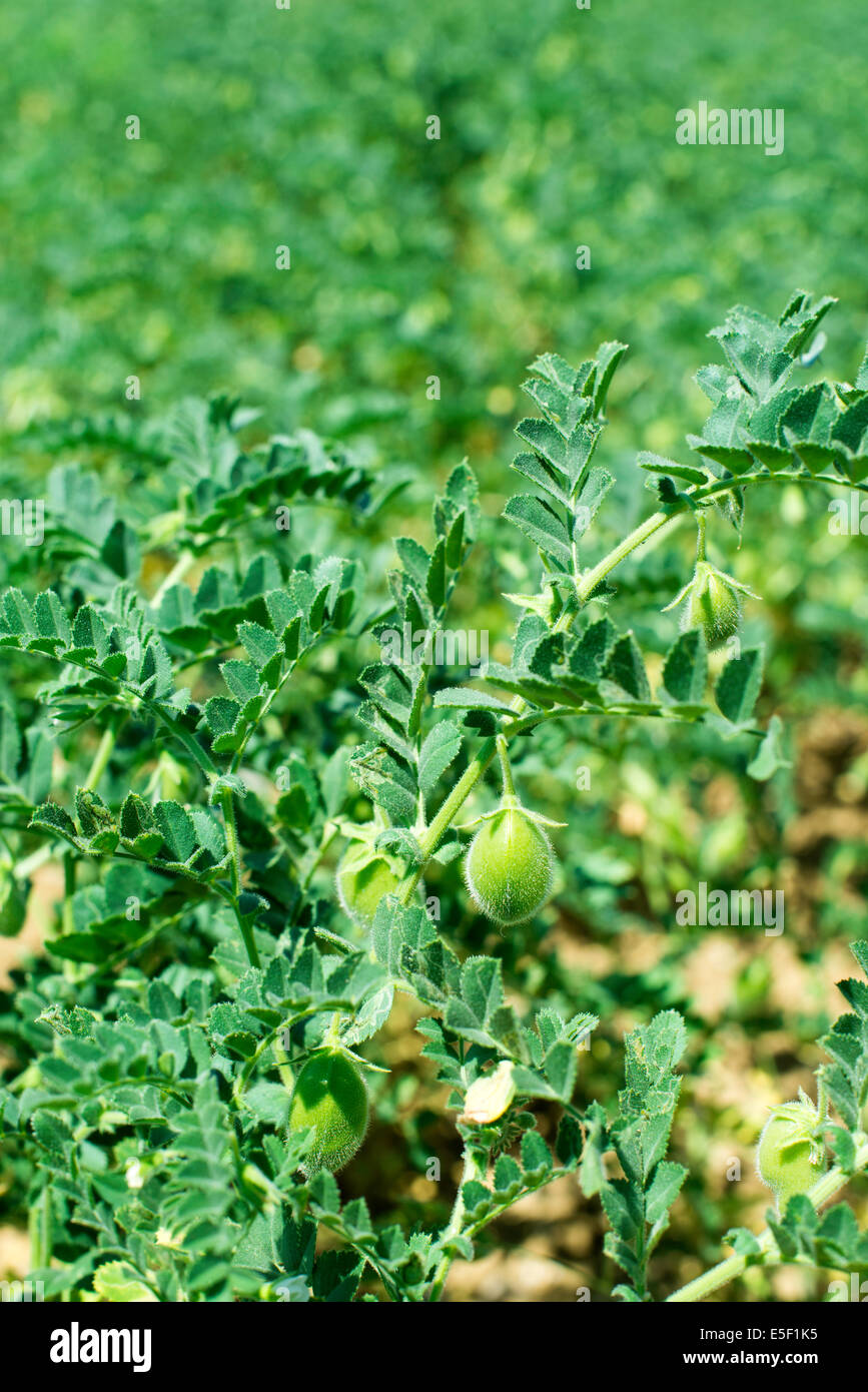 Chickpea plant hi-res stock photography and images - Alamy