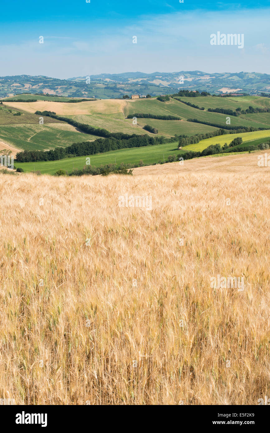 Tuscany wheat field hi-res stock photography and images - Alamy