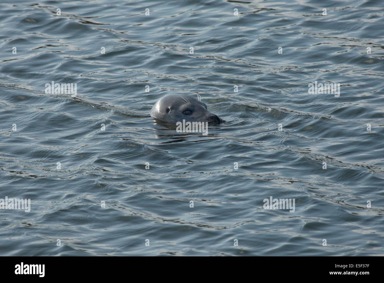 Isigny sur mer hi-res stock photography and images - Alamy