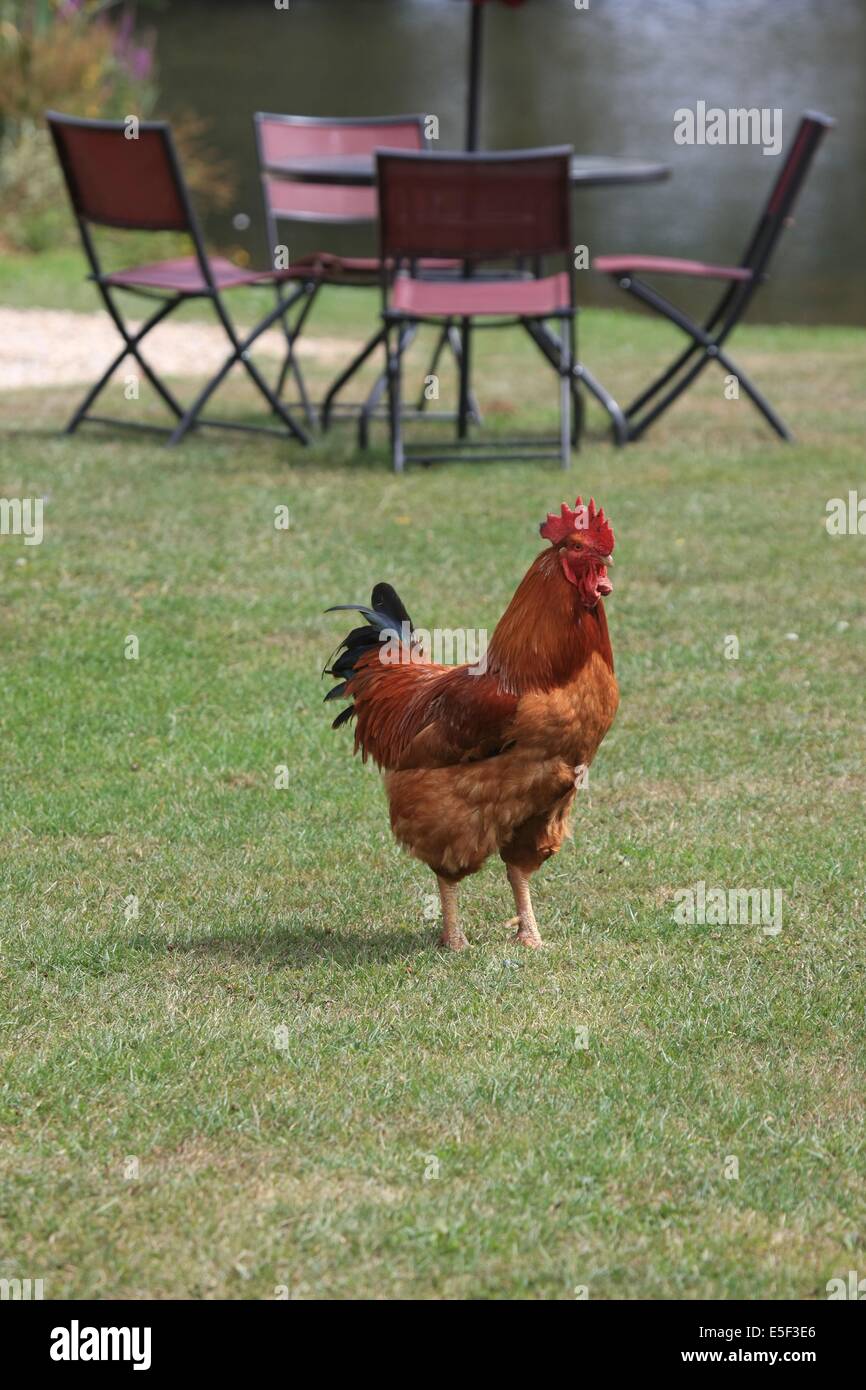 Coq de ferme hi-res stock photography and images - Alamy