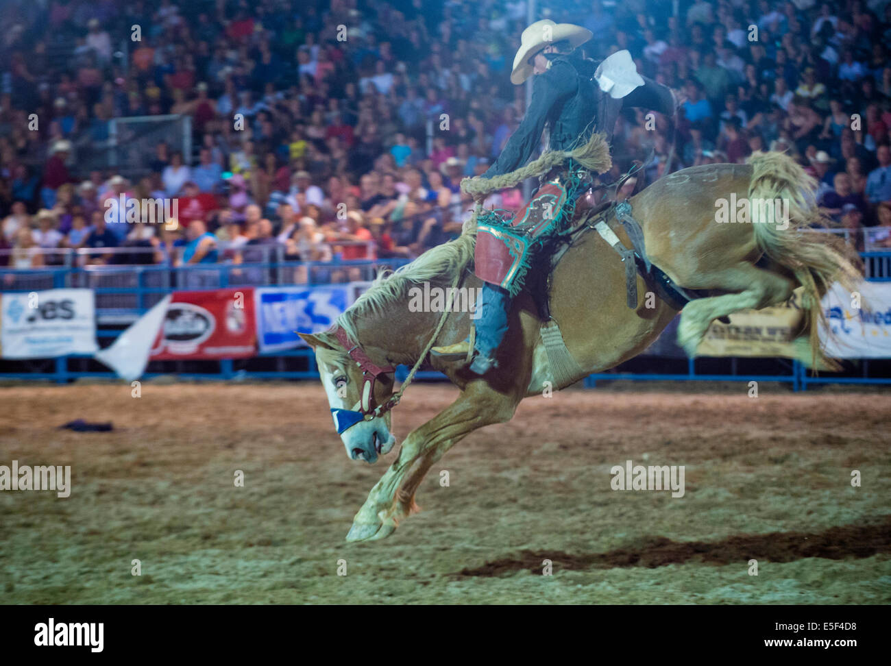 Cowboy Participating In Bucking Horse High Resolution Stock Photography ...