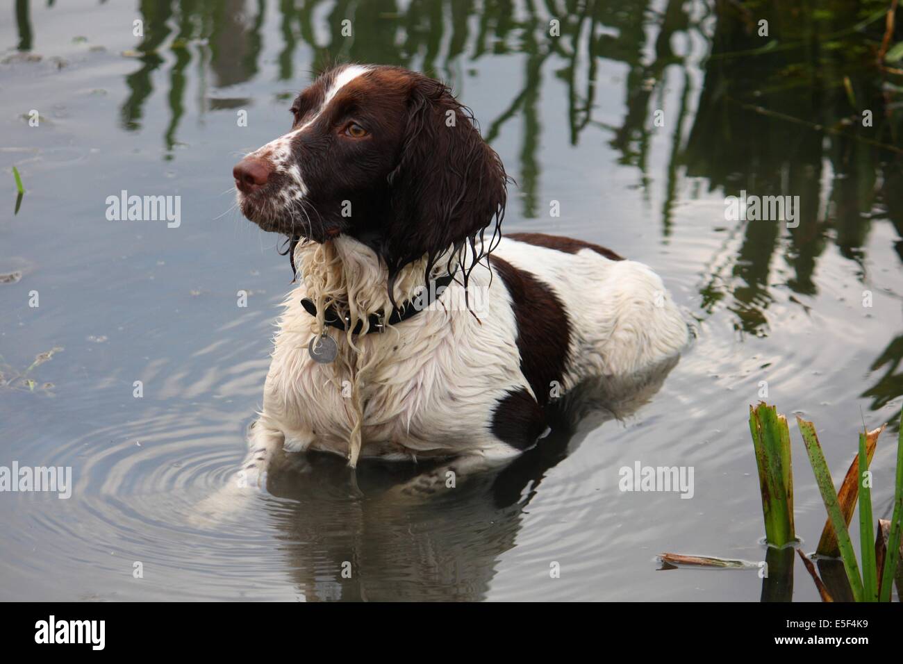 Happy wet springer spaniel hi-res stock photography and images - Alamy