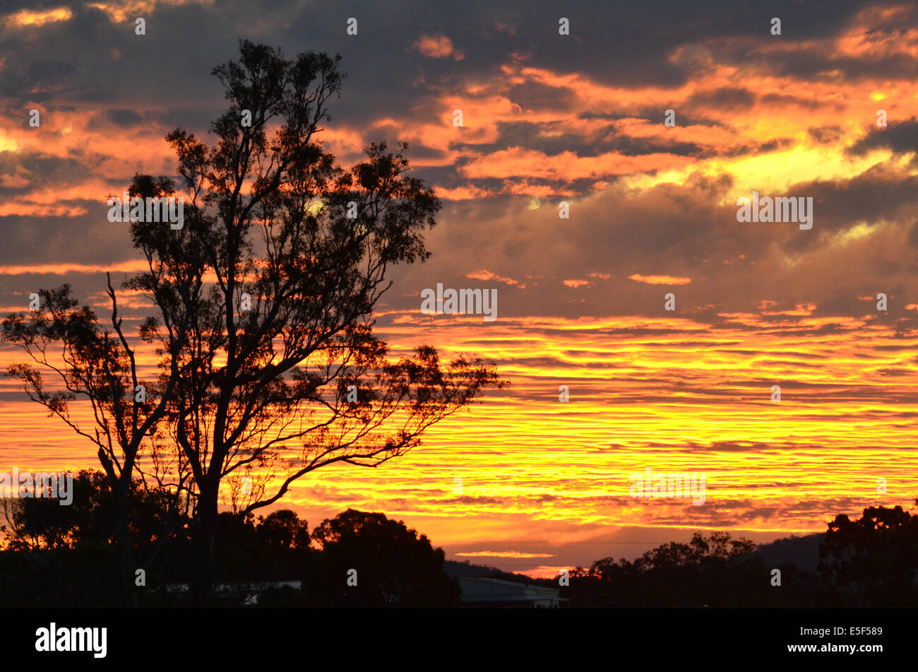 Golden sunset with tree silhouette Stock Photo - Alamy