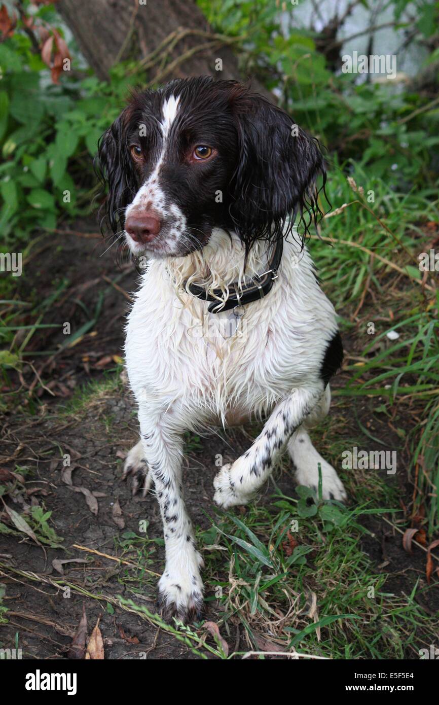 a very wet working type english springer spaniel pet gundog Stock Photo ...