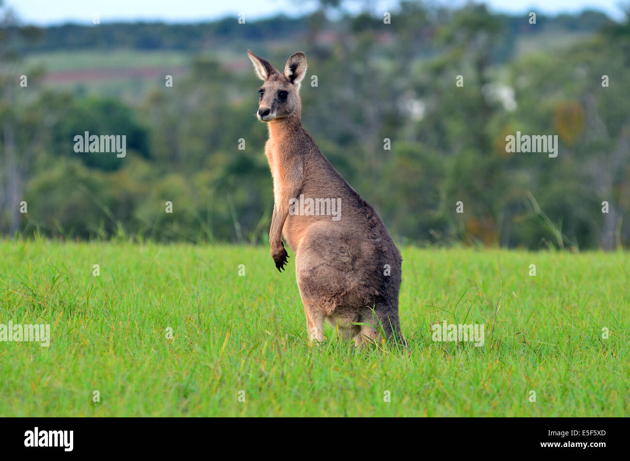 Hill kangaroo hi-res stock photography and images - Alamy