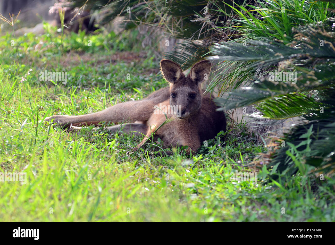 Kangaroo laying down hi-res stock photography and images - Alamy