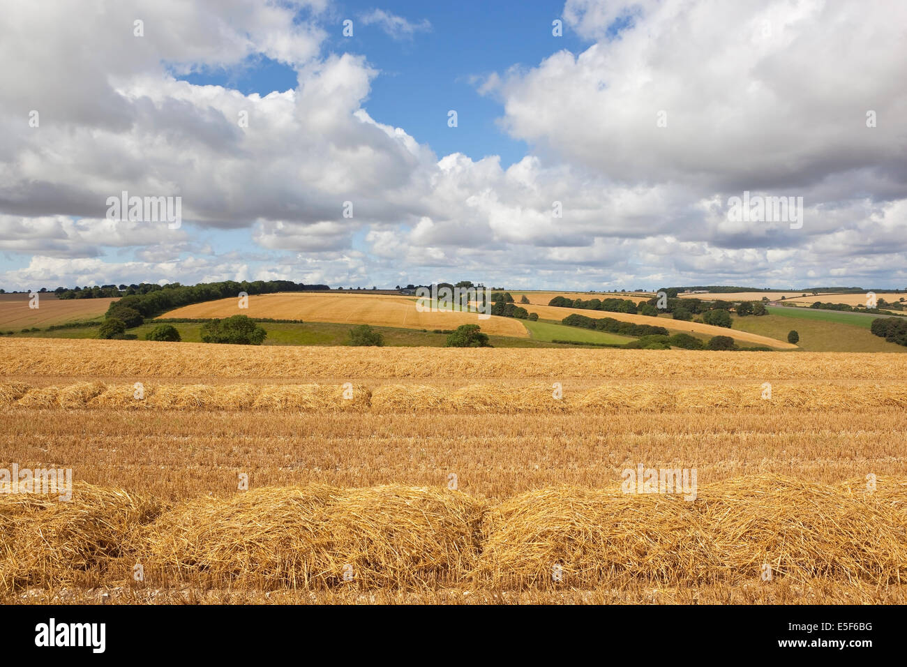 Harvest time English landscape with golden straw windrows and stubble ...
