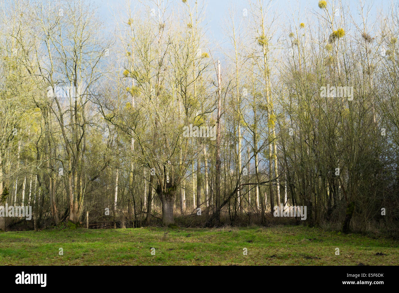 Countryside trees wood hi-res stock photography and images - Alamy