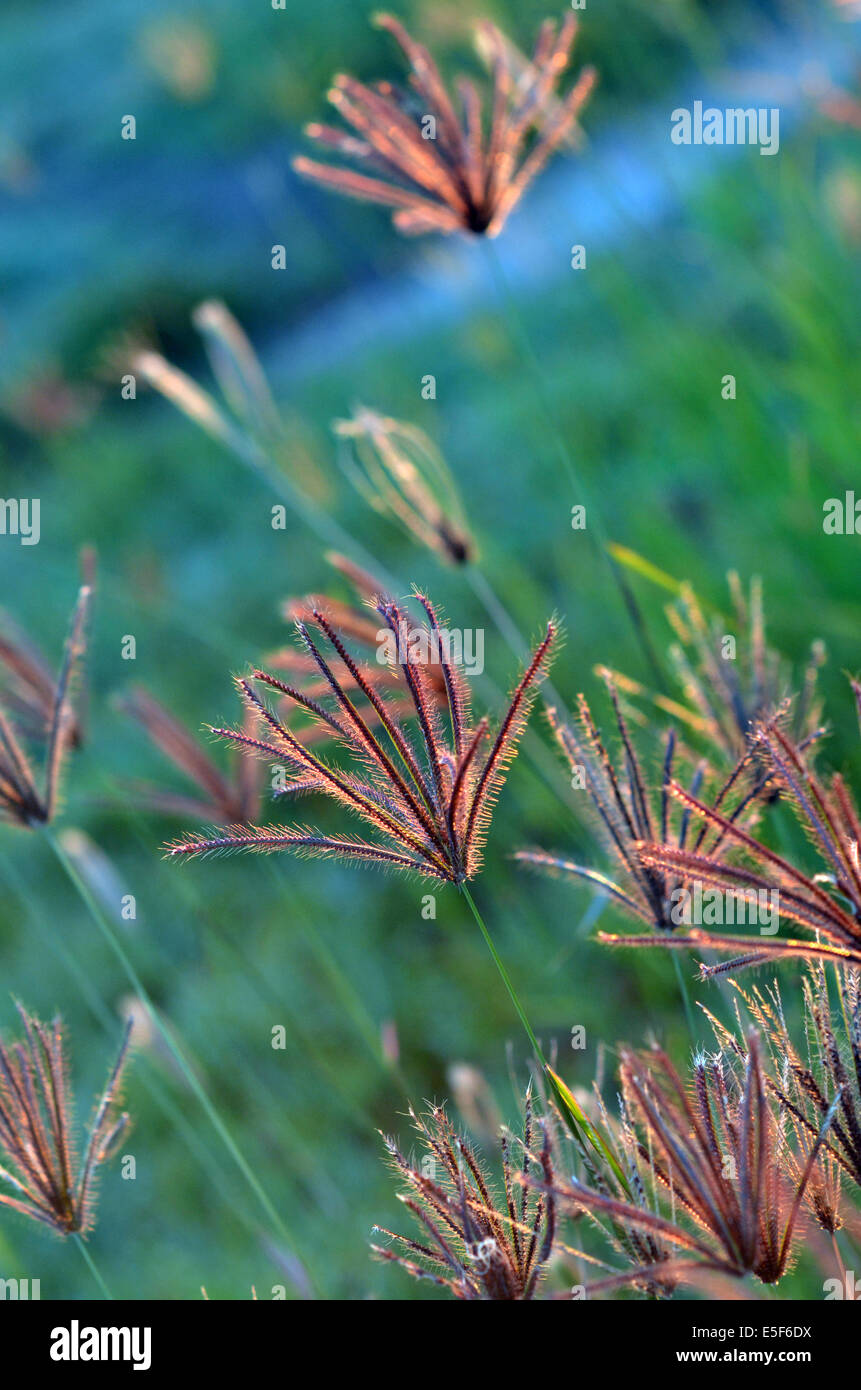 Weeds in a paddock in australia hi-res stock photography and images - Alamy