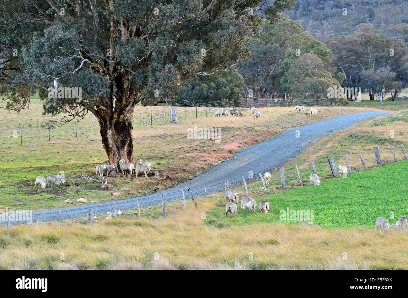 Australia paddock sheep hi-res stock photography and images - Alamy