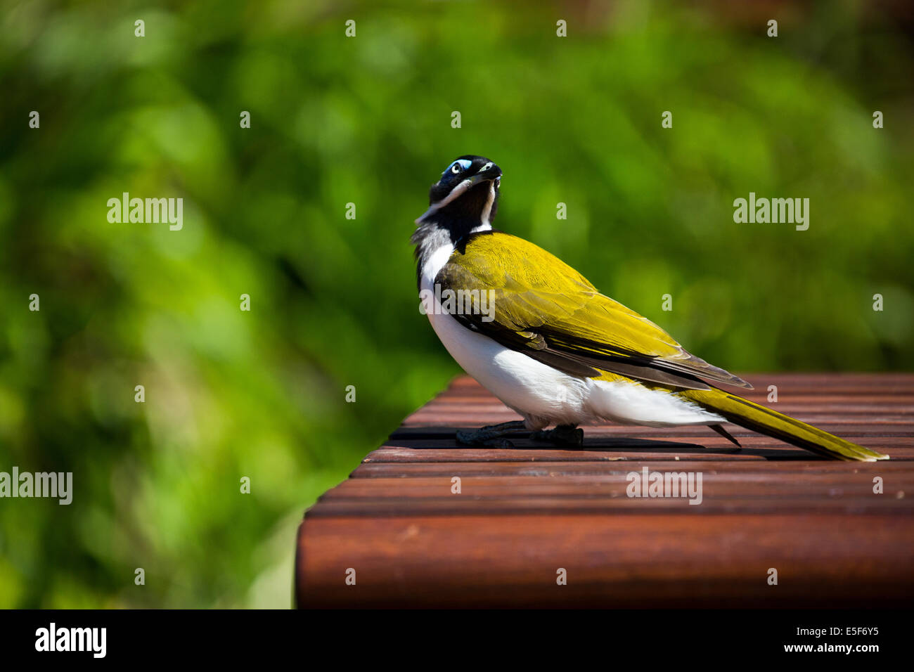 Pictures of australian fauna hi-res stock photography and images - Alamy