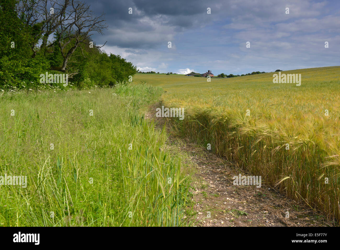 Strips field hi-res stock photography and images - Alamy