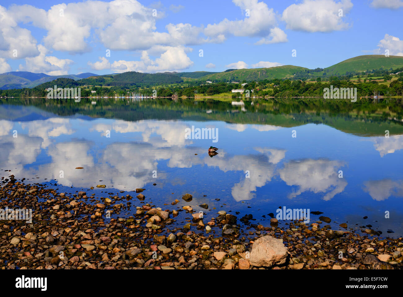 Duck on calm still lake in summer with cloud reflection and blue sky ...