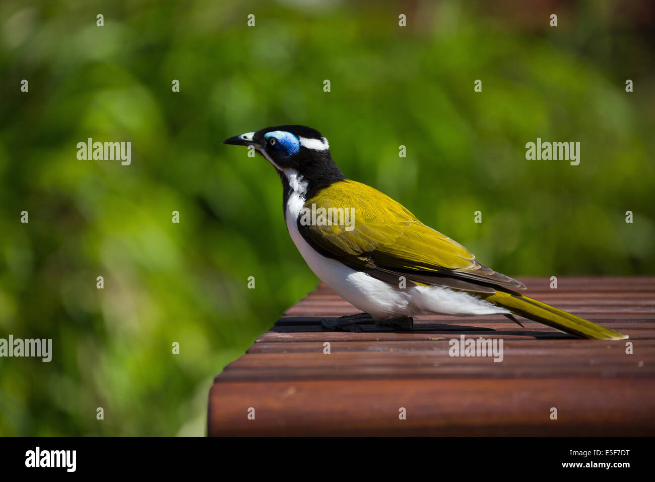 Pictures of australian fauna hi-res stock photography and images - Alamy