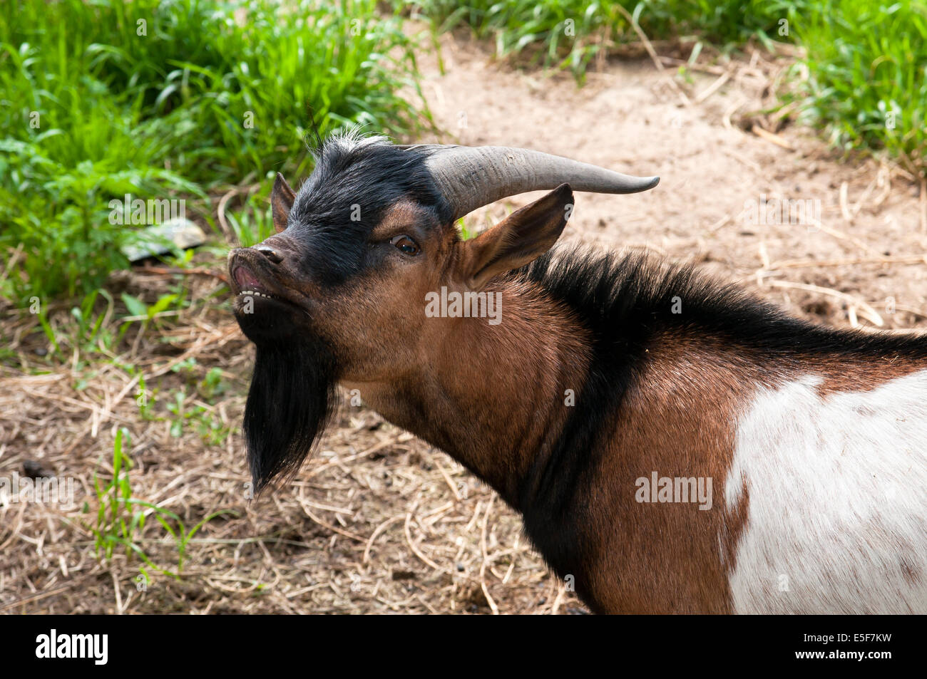 Goat with black beard Stock Photo - Alamy