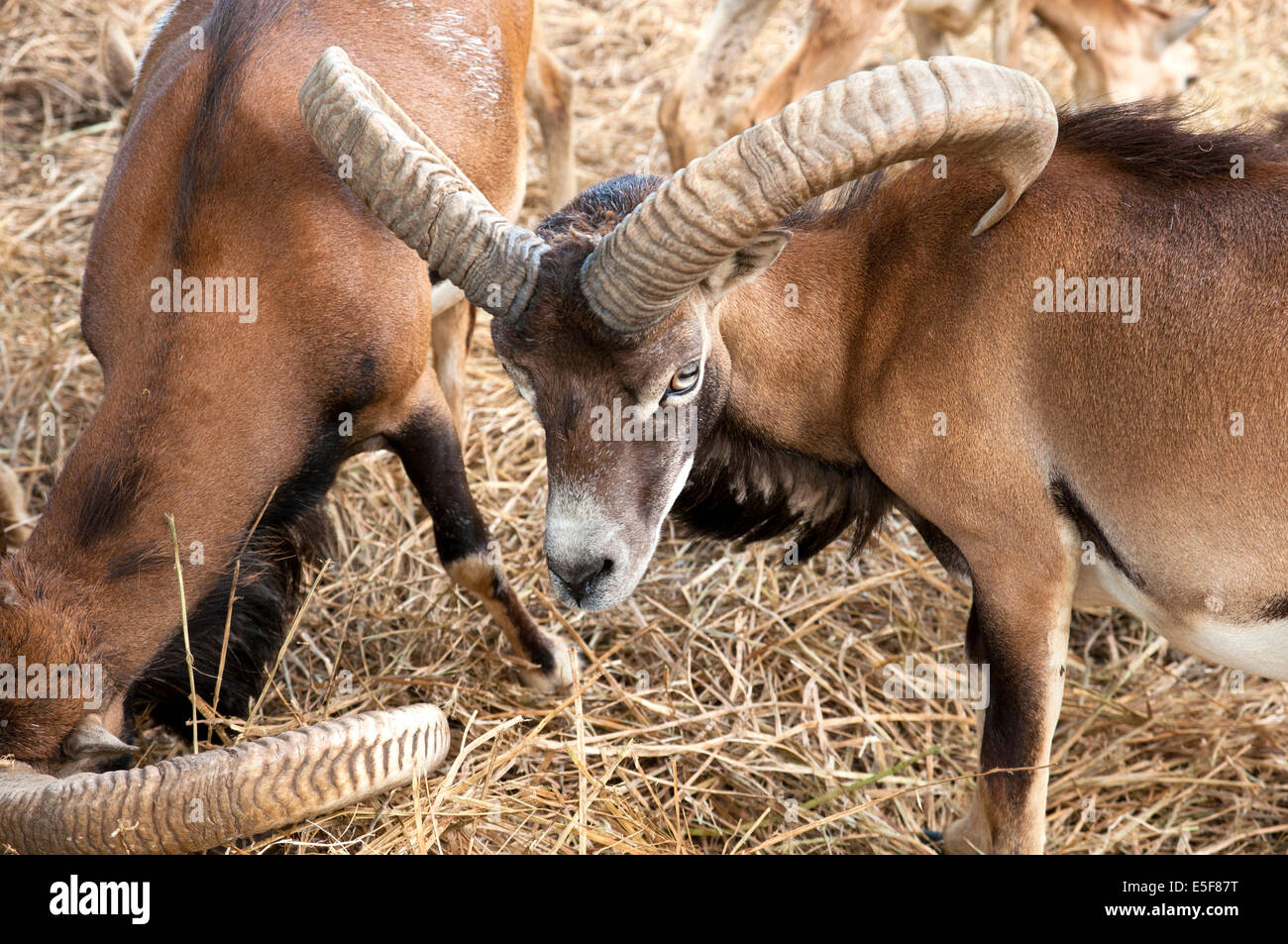 Goat with long horns Stock Photo - Alamy