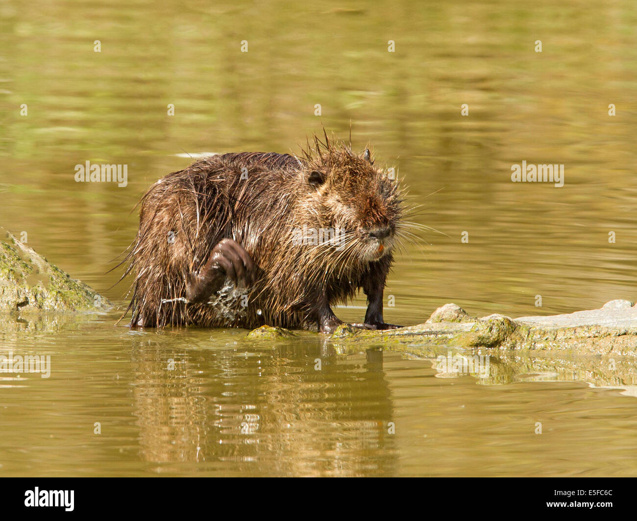Coypu hi-res stock photography and images - Alamy