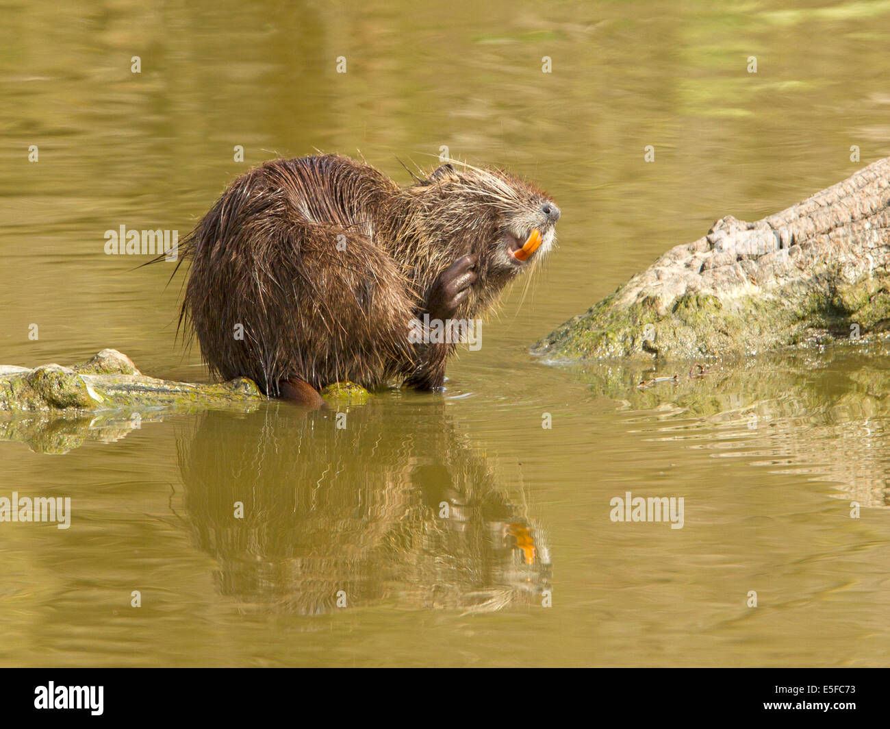 Coypu hi-res stock photography and images - Alamy