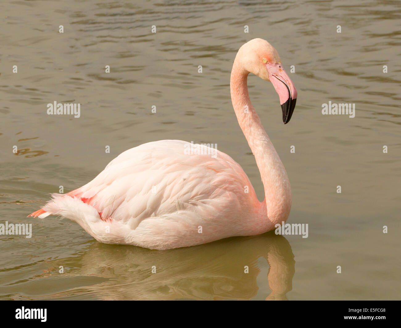 Flamingo Swimming
