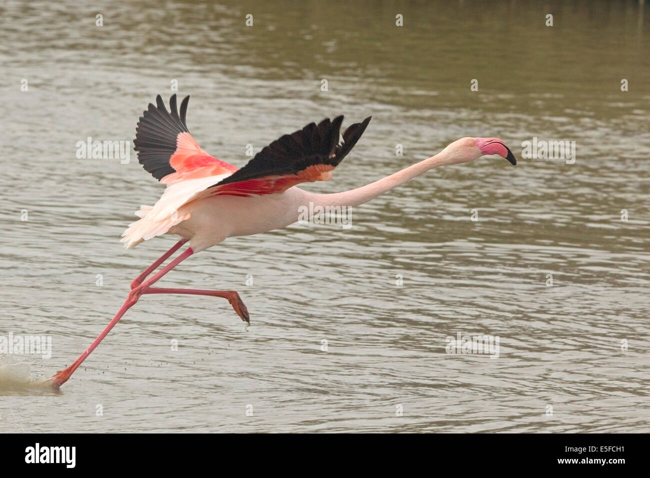Greater flamingo taking off Stock Photo - Alamy