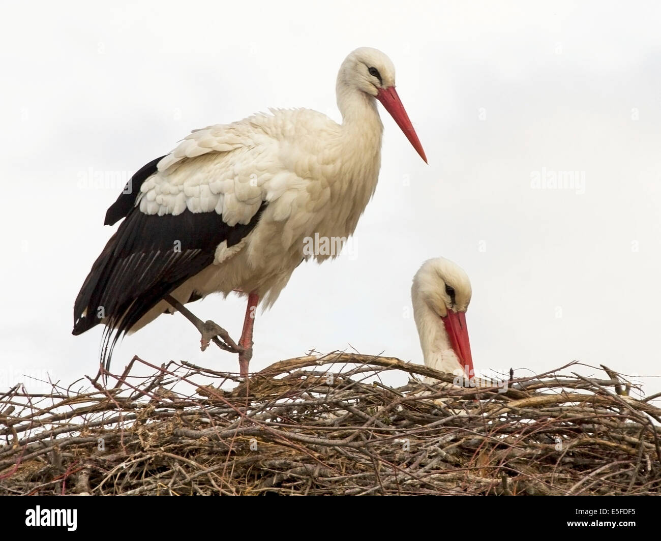 White stork with young on nest Stock Photo - Alamy
