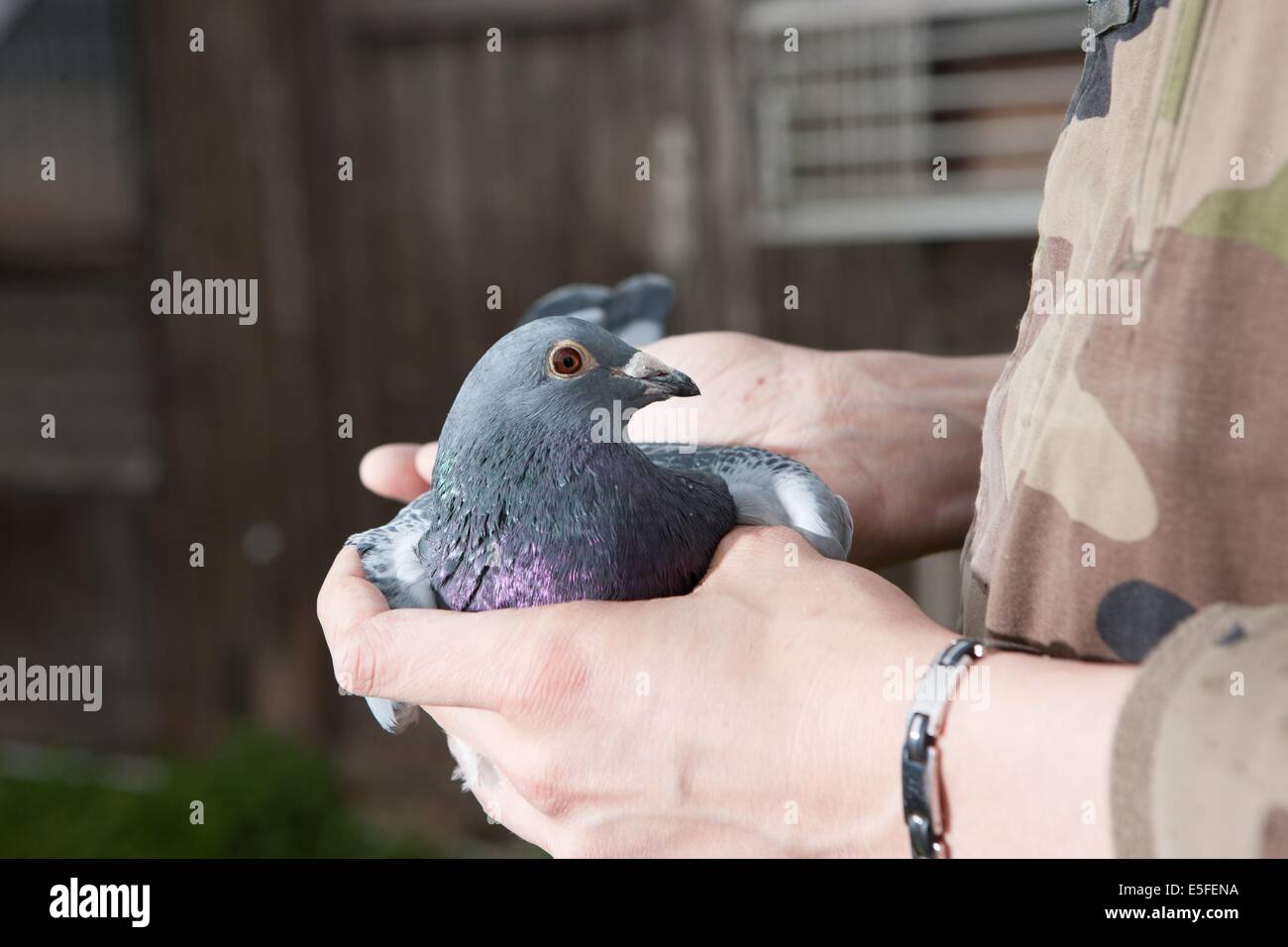 France, Region Ile de France, Hauts de Seine, Suresnes, fort du Mont ...