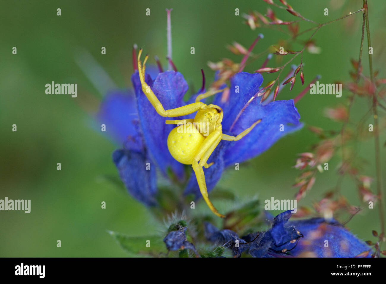 yellow Crab Spider, Misumena vatia, on vipers bugloss flower, Echium ...