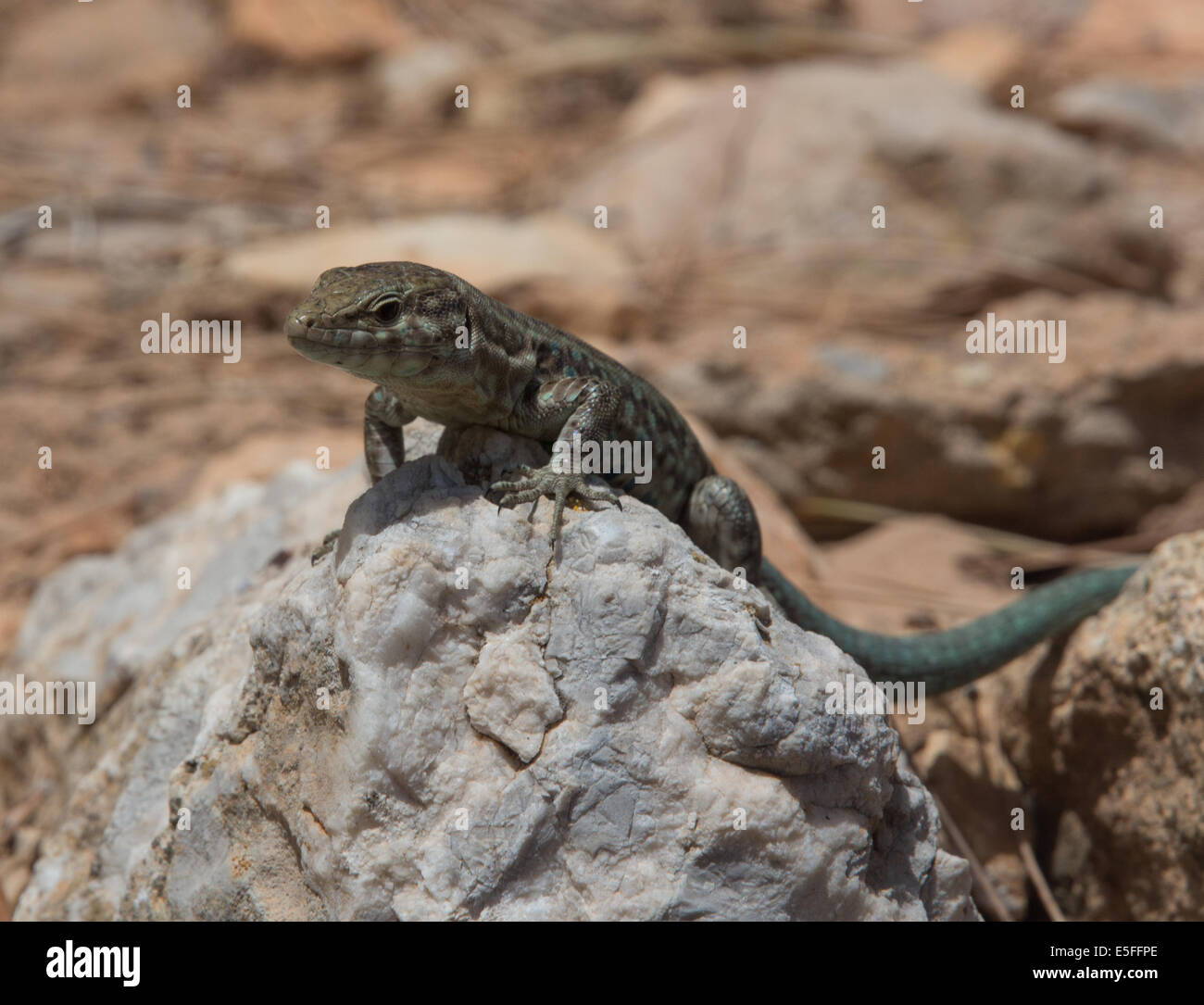 Sargantanes, Podarcis lilfordi, lizard endemic to Dragonera island ...