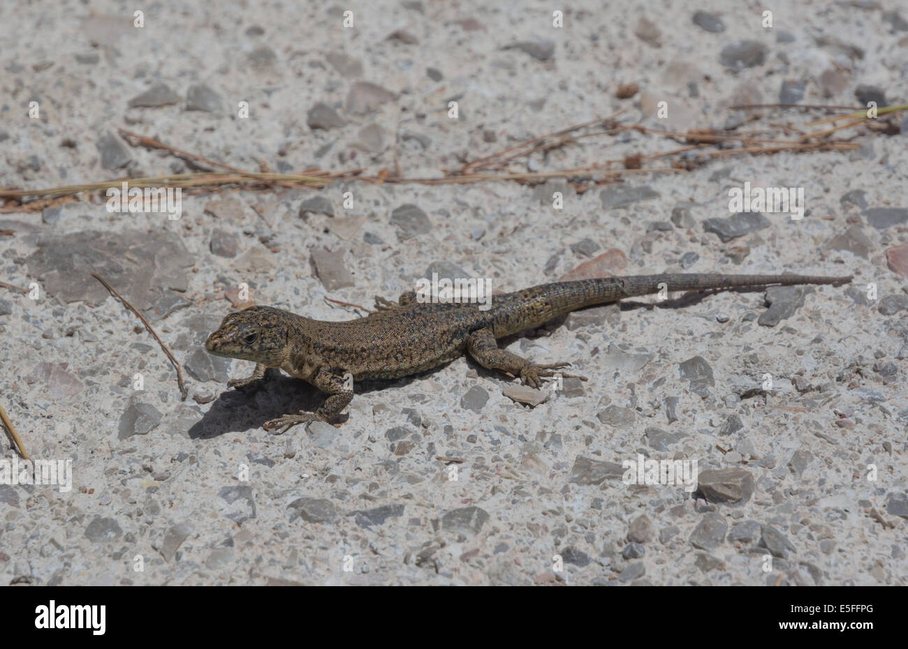 Sargantanes, Podarcis lilfordi, lizard endemic to Dragonera island ...