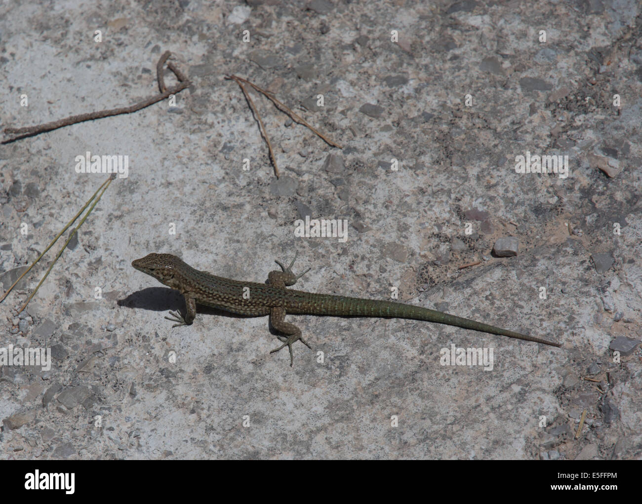 Sargantanes, Podarcis lilfordi, lizard endemic to Dragonera island ...