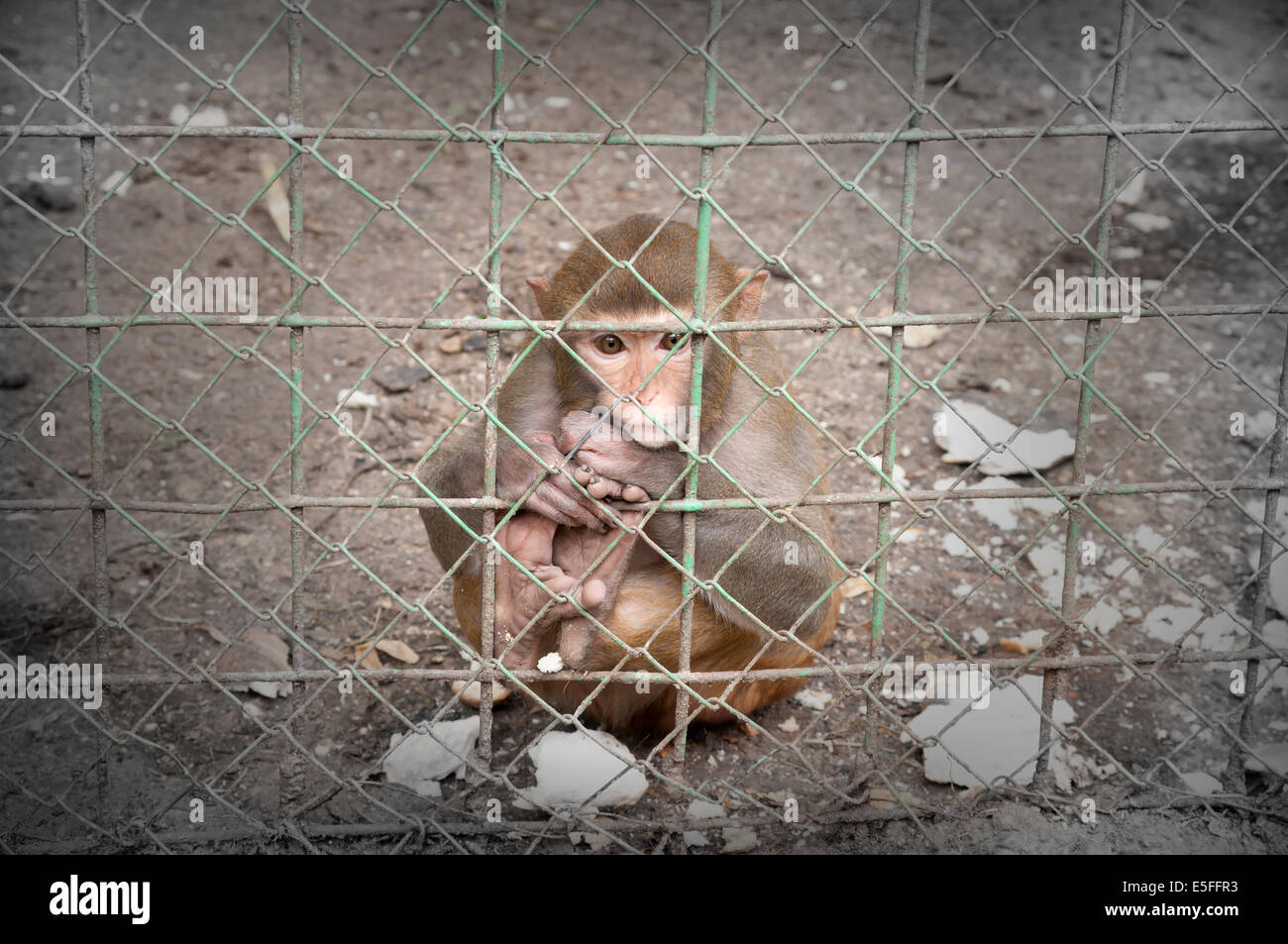 Sad monkey hi-res stock photography and images - Alamy