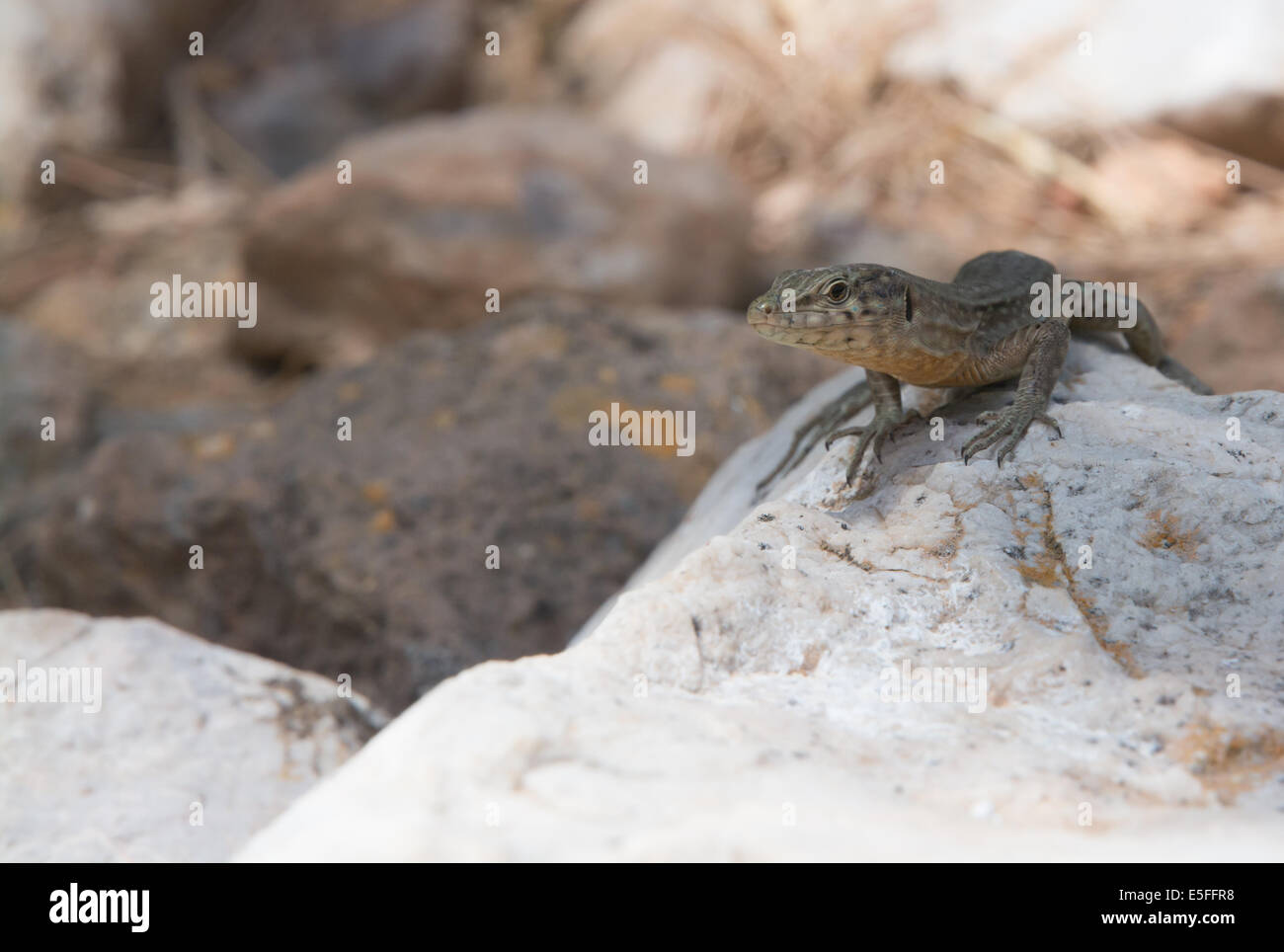 Sargantanes, Podarcis lilfordi, lizard endemic to Dragonera island ...