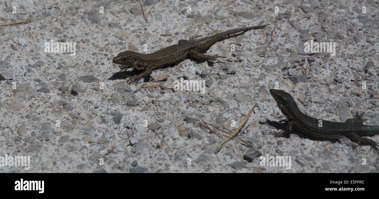 Sargantanes, Podarcis lilfordi, lizard endemic to Dragonera island ...