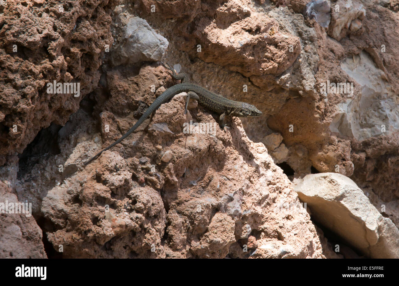Sargantanes, Podarcis lilfordi, lizard endemic to Dragonera island ...