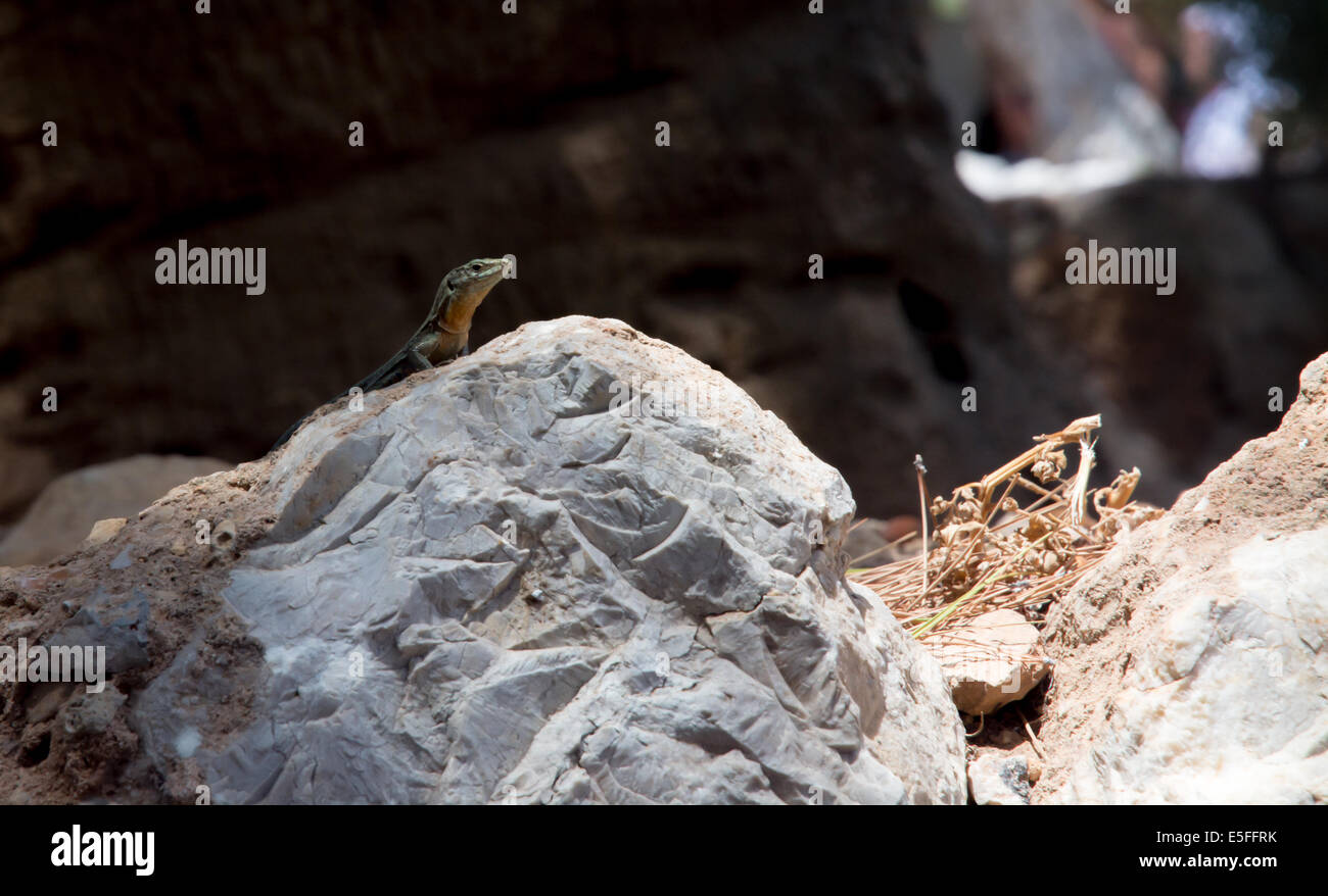 Podarcis lilfordi, lizard endemic to Dragonera island, nature reserve ...