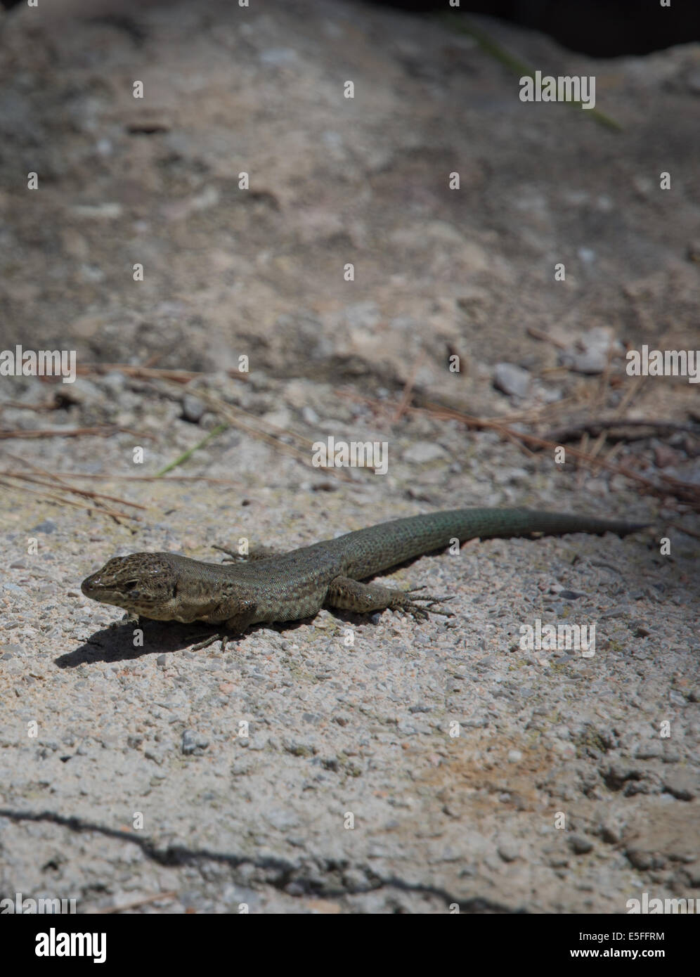 Sargantanes, Podarcis lilfordi, lizard endemic to Dragonera island ...